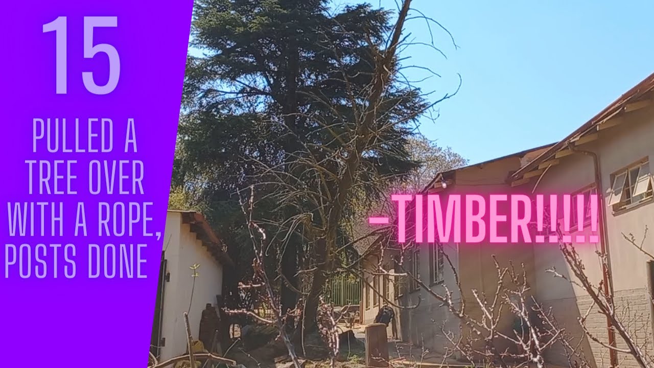 Video 15 Tree pulled over with a rope, corner posts done...😁 - YouTube