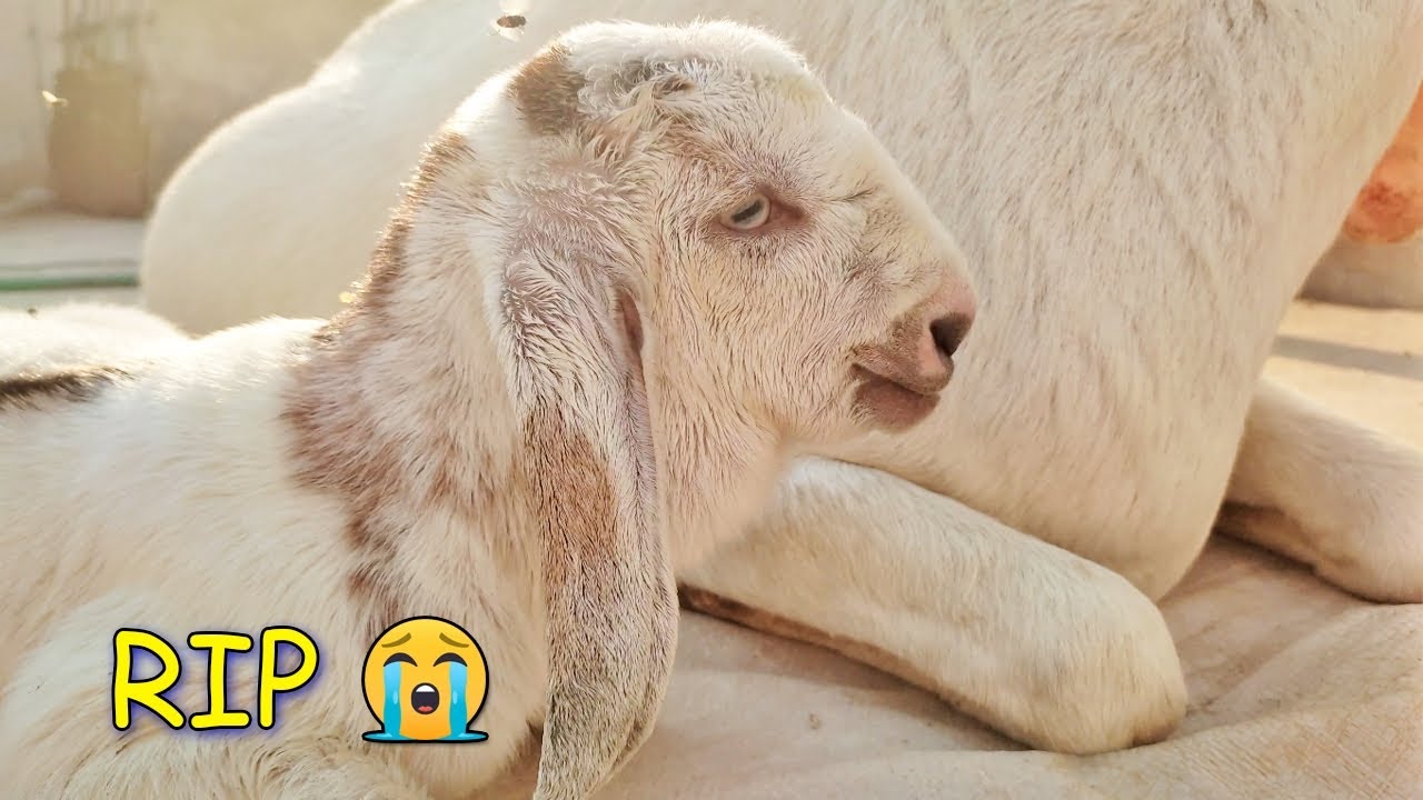 RIP! 🐐 😭 | Mini Home Zoo | Routine vlog | Izhar Ali shah Vlog - YouTube