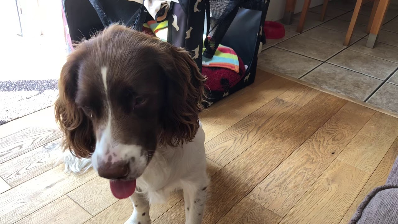 Dog ASMR ~ Eating a cheese string - YouTube