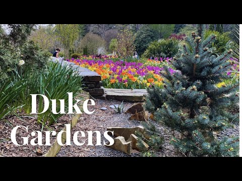 Duke Late March Garden Tour/ Inspiration at Duke University Gardens ...