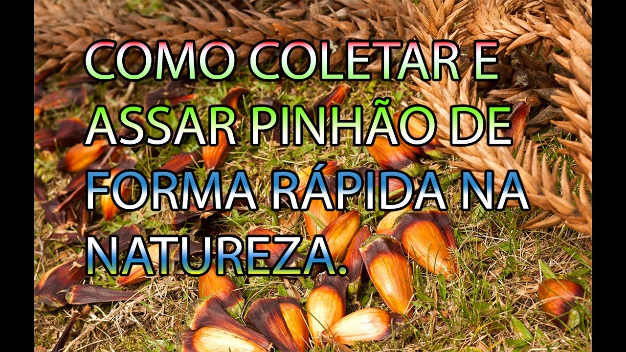 Como coletar e assar pinhão de forma rápida na natureza. - YouTube