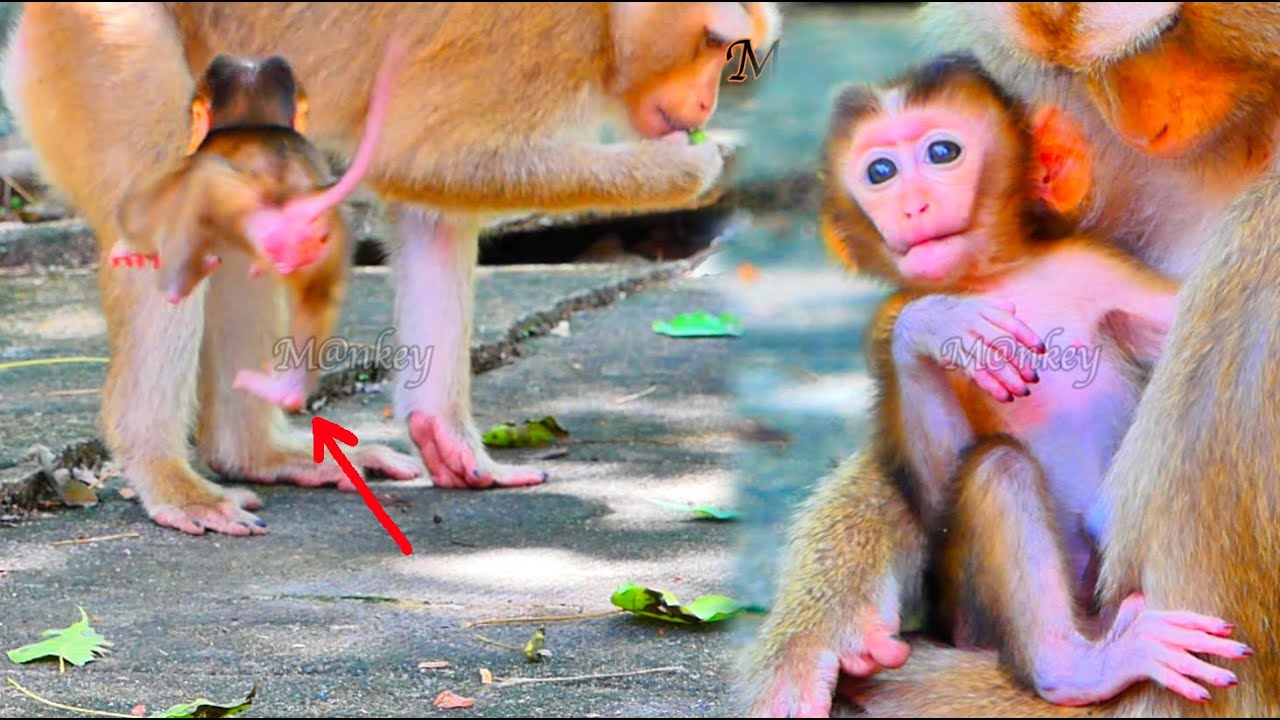Amazing..! The baby monkey is following her mother by jumping like a ...