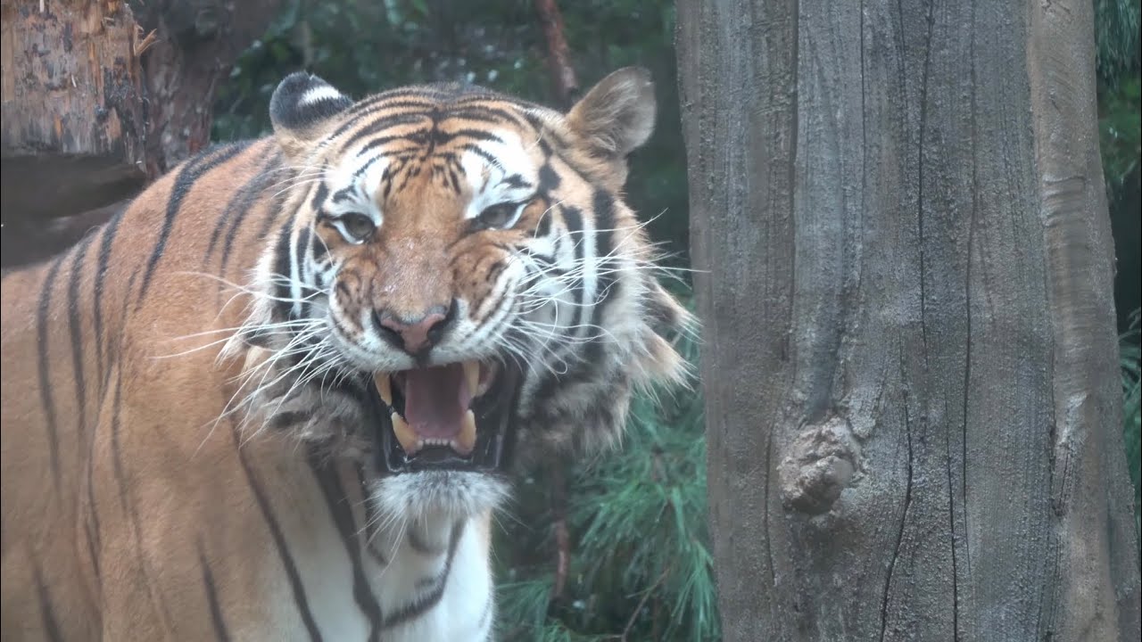2022-08 Generic Tiger Howling in the Rain - YouTube