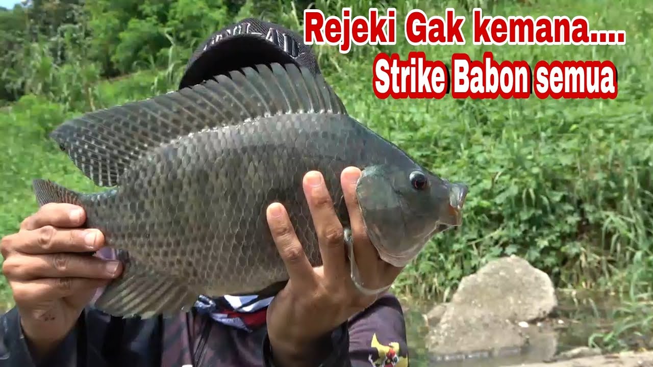 Mancing ikan nila babon saat banjir besar cuman hitungan detik strike ...