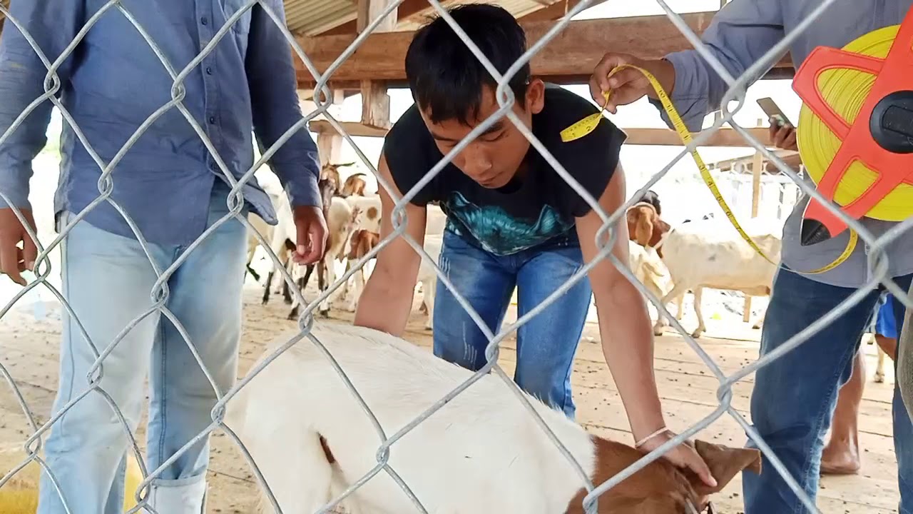 Goat Health management: Vaccination| ការចិញ្ចឹមពពែ |ការគ្រប់គ្រងជម្ងឺ ...