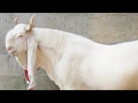 KOCA KULAKLI KEÇİ : Sevimli hayvanlar . Komik videolar | eğlence videoları . Cute animals . Funny