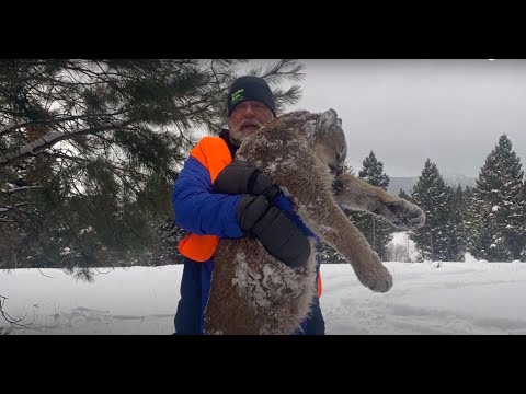 Montana Mountain Lion| SHOTS FIRED!!