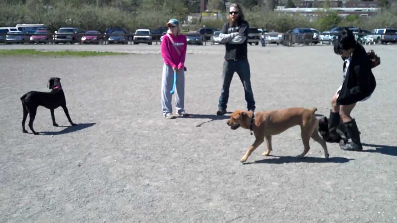Lucifer Cane Corso (THREE corsos!) vs. Ayda Cane Corso vs. Georgia Cane ...
