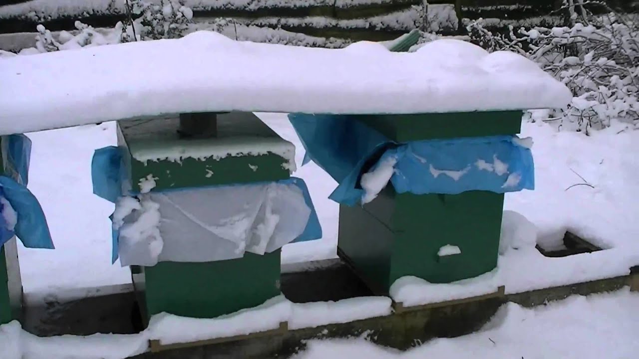 Bletet buckfast ne dimer, Les abeilles en hiver, Bees in winter - YouTube