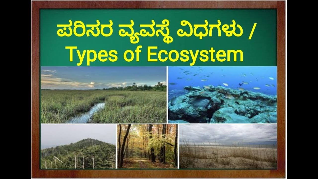 Environment In Kannada Ecology In Kannada Ecosystem In Kannada environment-in-kannada-ecology-in-kannada-ecosystem-in-kannada