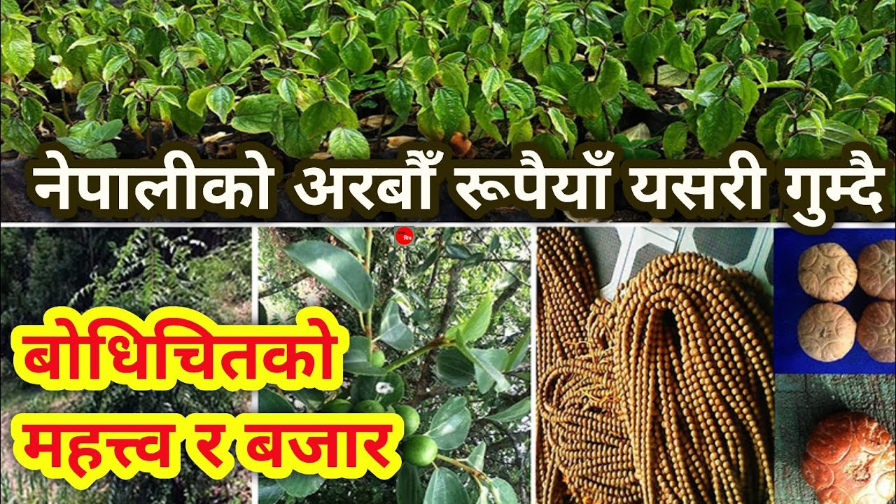 कराेडाैँ पैसा फल्ने बाेधिचित्तकाे रूखमा आँखा लागेपछि │Buddha Chitta ...