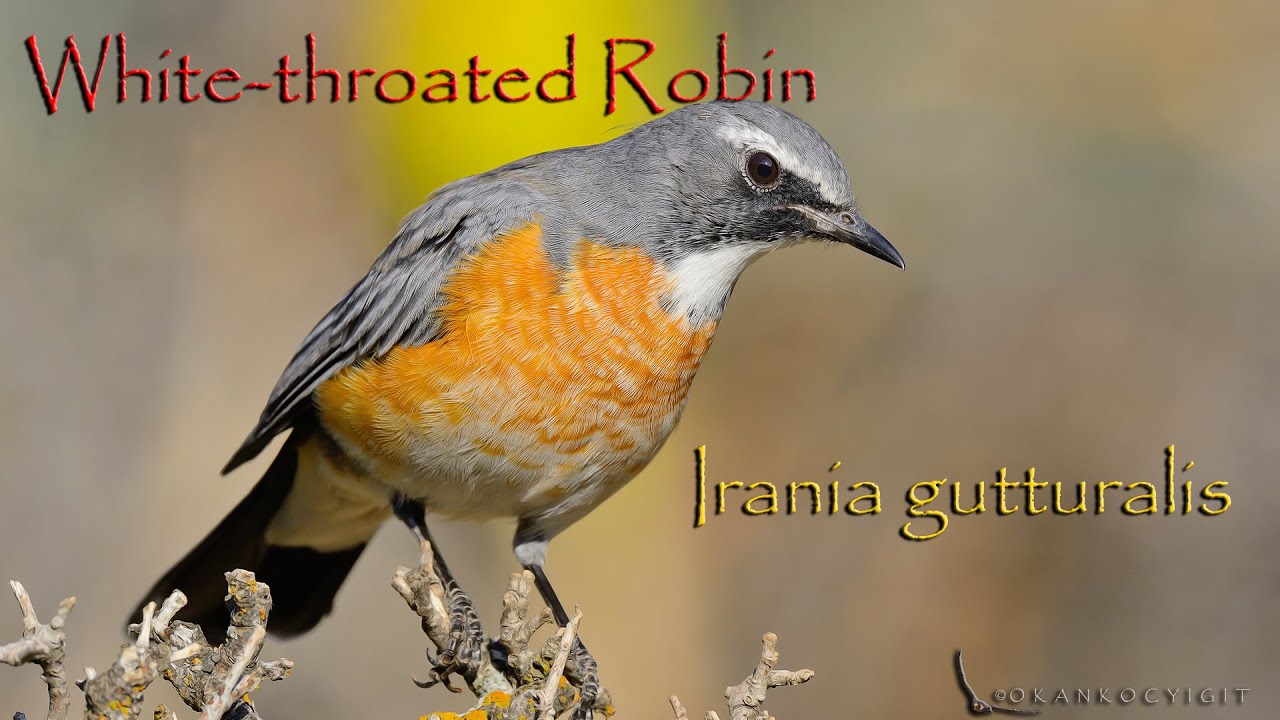 White-throated Robin / Irania gutturalis / Taş bülbülü / male / female ...