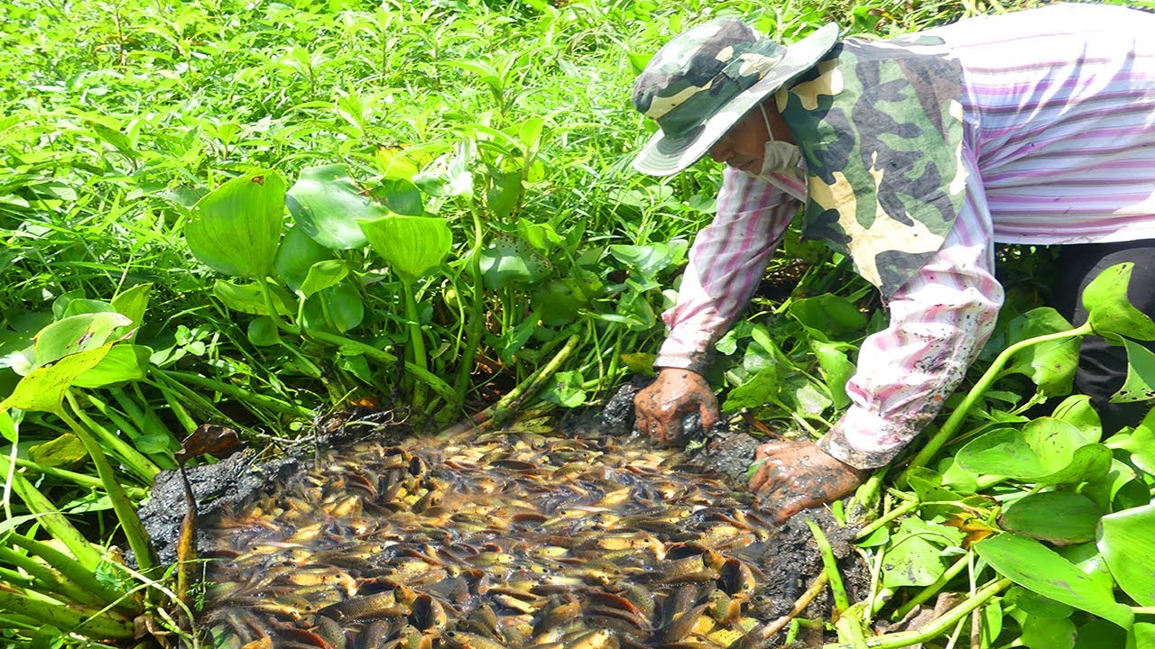 Amazing catching fish underground mud - Fishing Video - YouTube