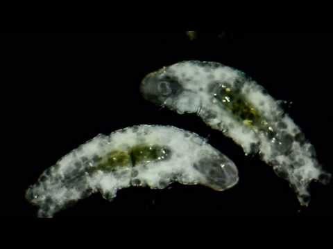 The Amazing Water Bear! Ancient Alien?