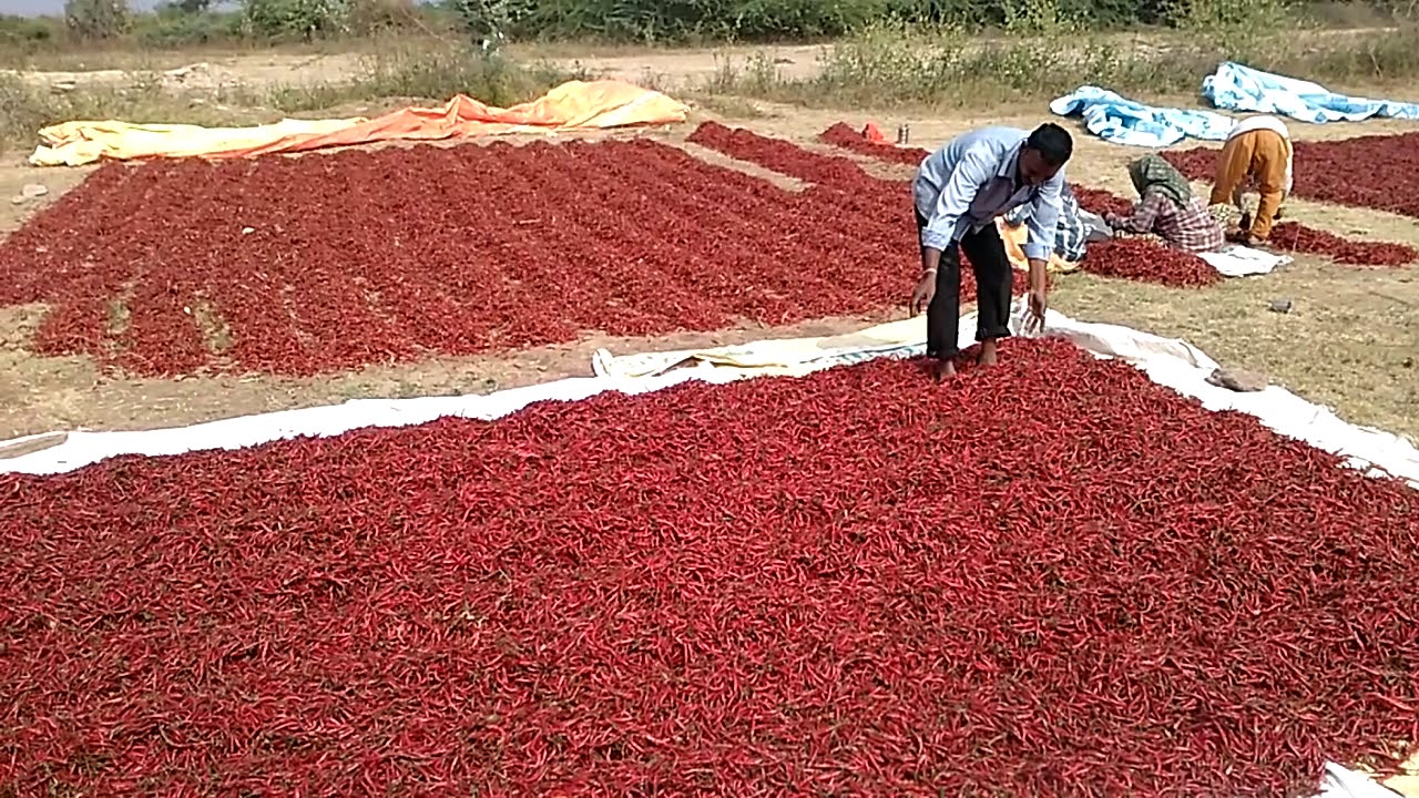 #agri #mirchi guntur crop drying natural method at cherlagudipadu - YouTube