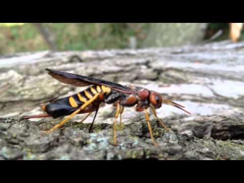 Ovipositor - YouTube