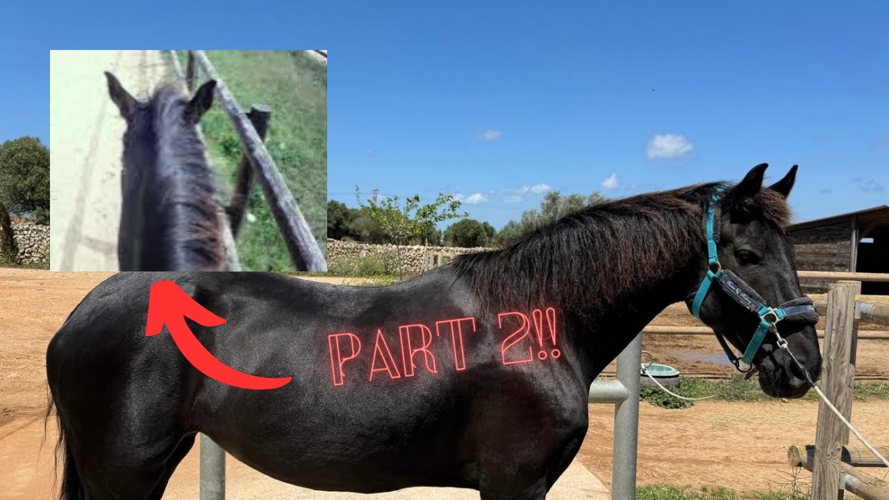 Flatwork Session Part 2!!!! - YouTube