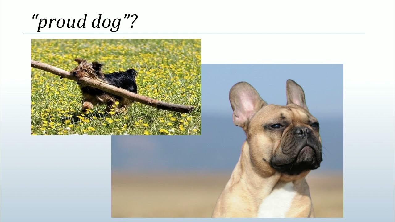 The Dog's Point of View. Lecture by Alexandra Horowitz 2013. - YouTube