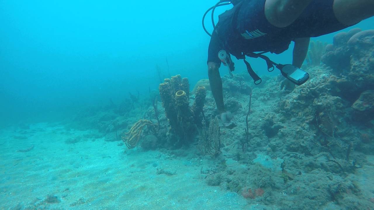 Scuba Diving in Bequia (Grenadines) - YouTube