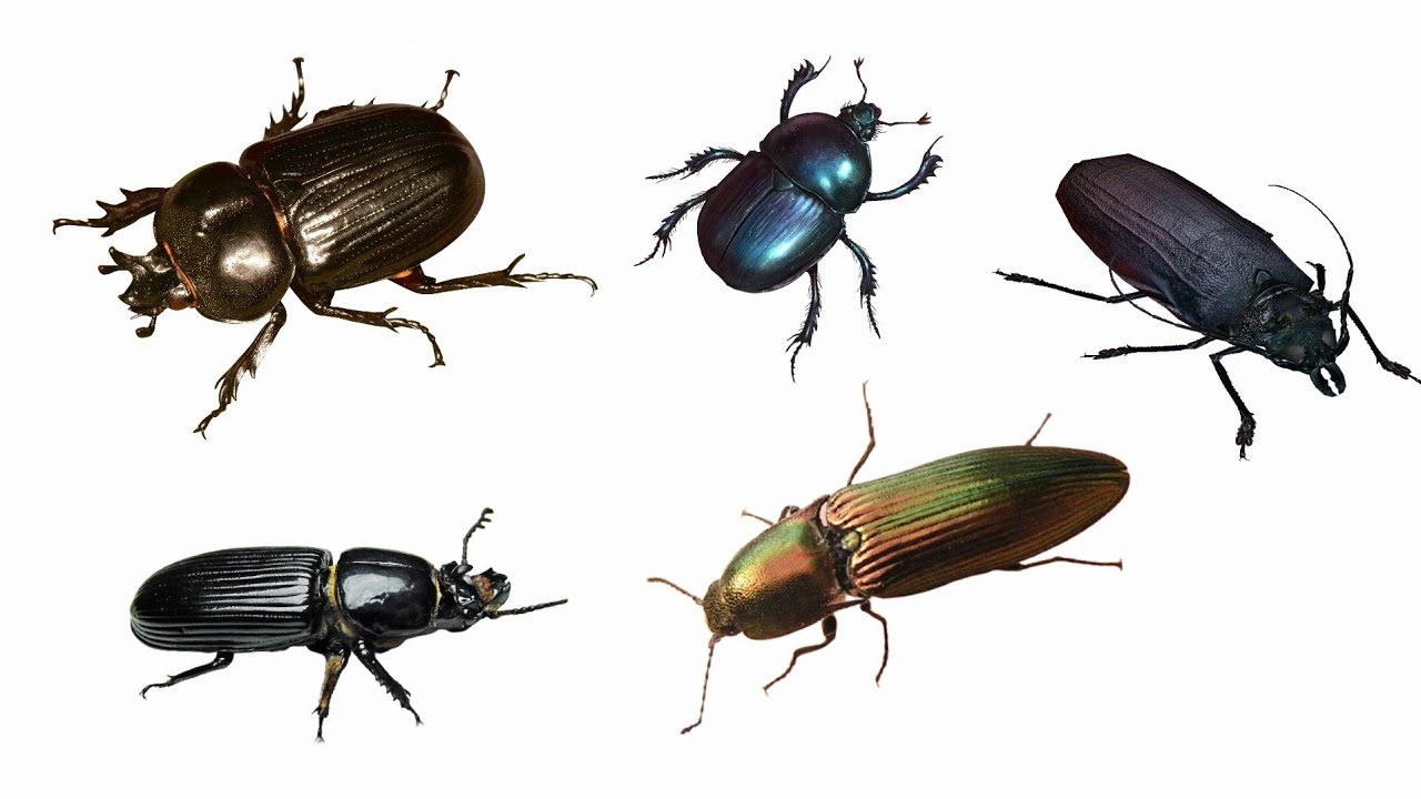 Insects Sound Beetle | Bess Beetle &... - YouTube