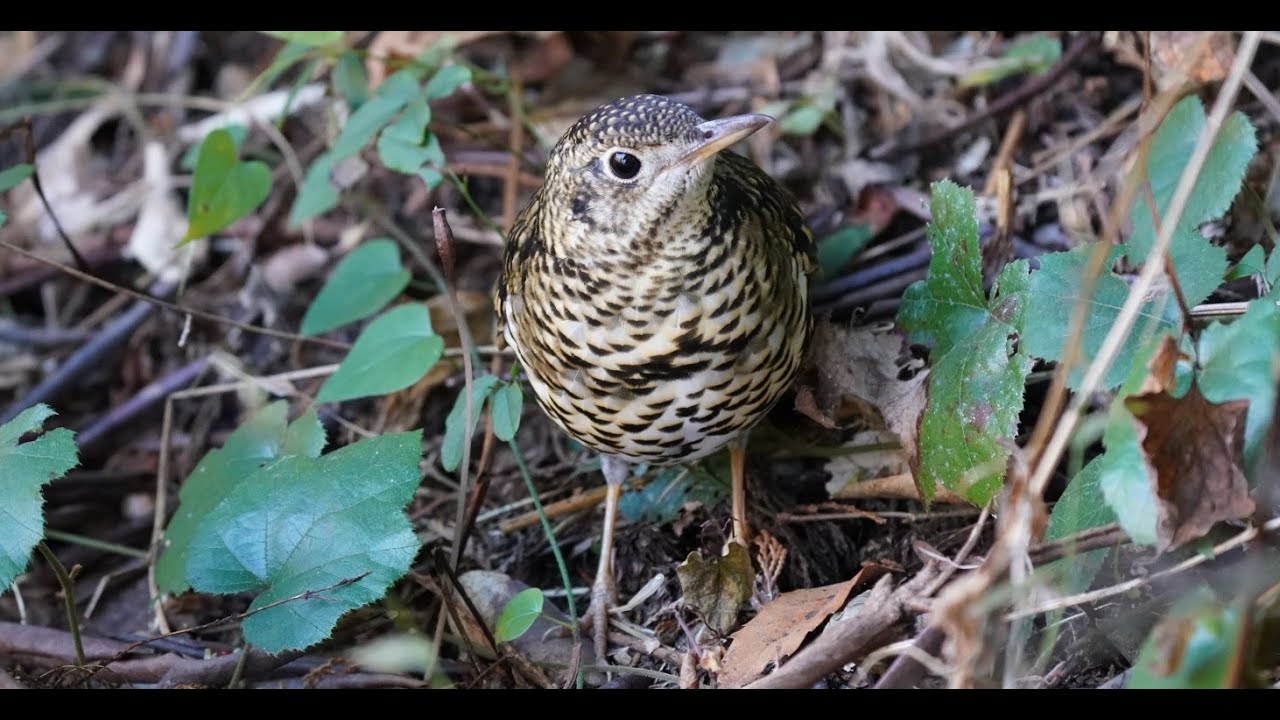 トラツグミ ダンス（Zoothera dauma dance）Scaly thrush - YouTube