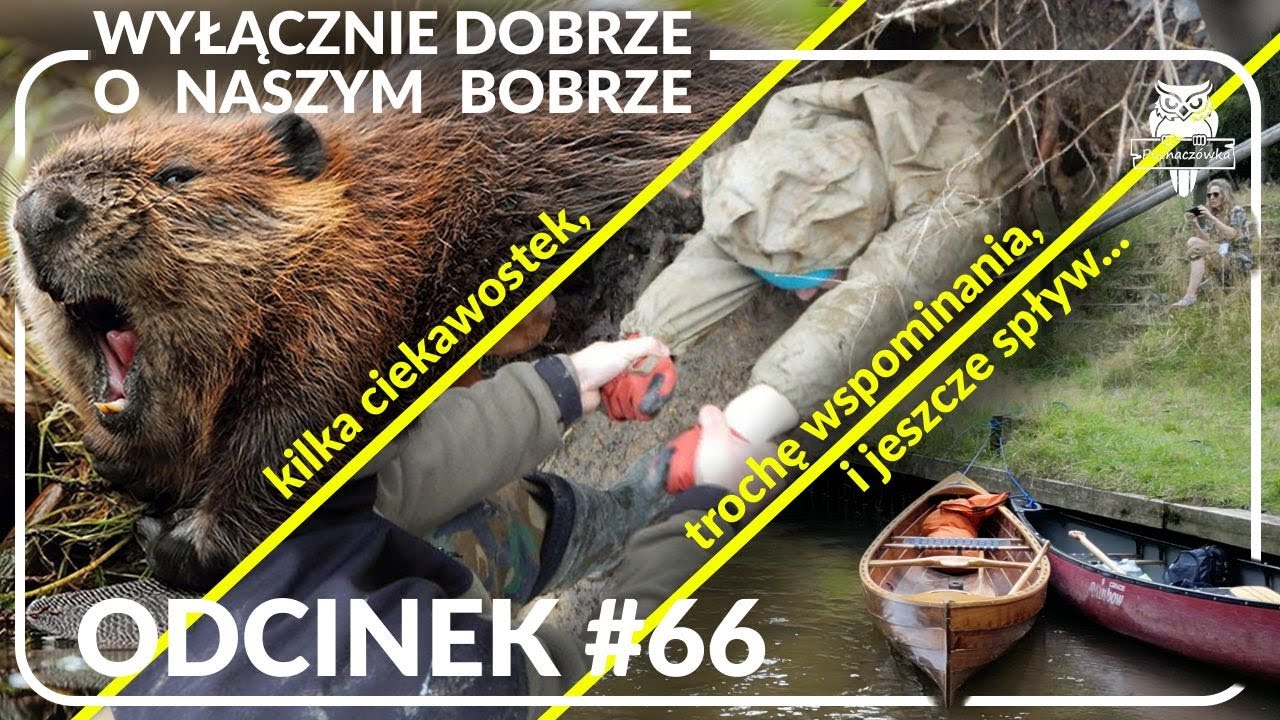 Odcinek #66 - Mówimy dobrze o bobrze 🦫 - YouTube