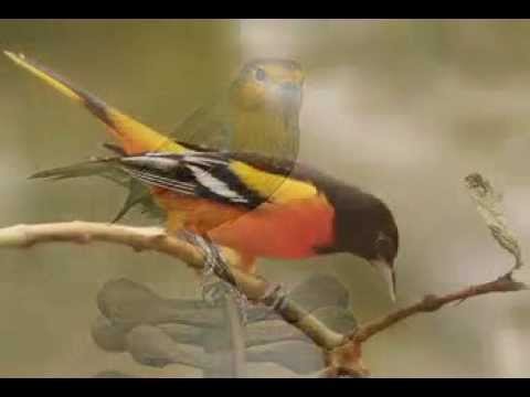 Niçin Ağlarsın Bülbül Hey