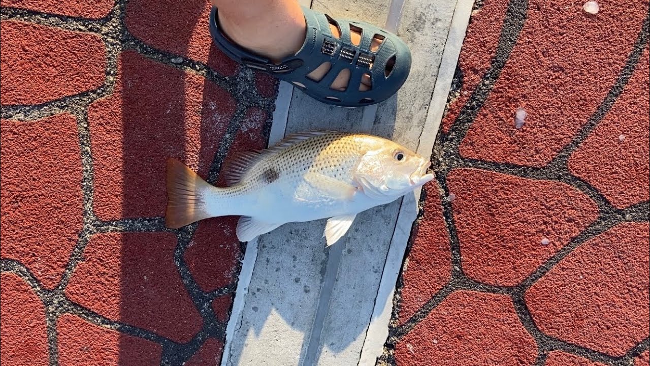 Bedok Jetty, Quality Fish - YouTube