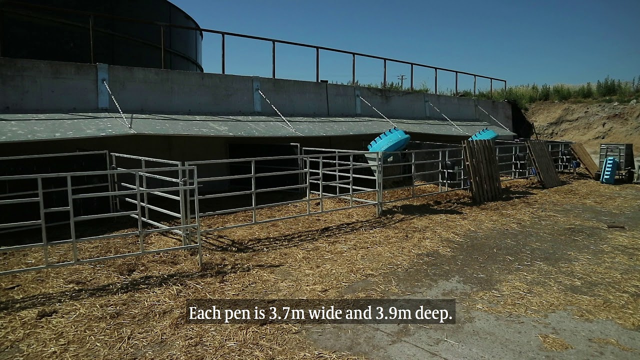 Farm Buildings: Calf shelters make use of silage pit wall - YouTube