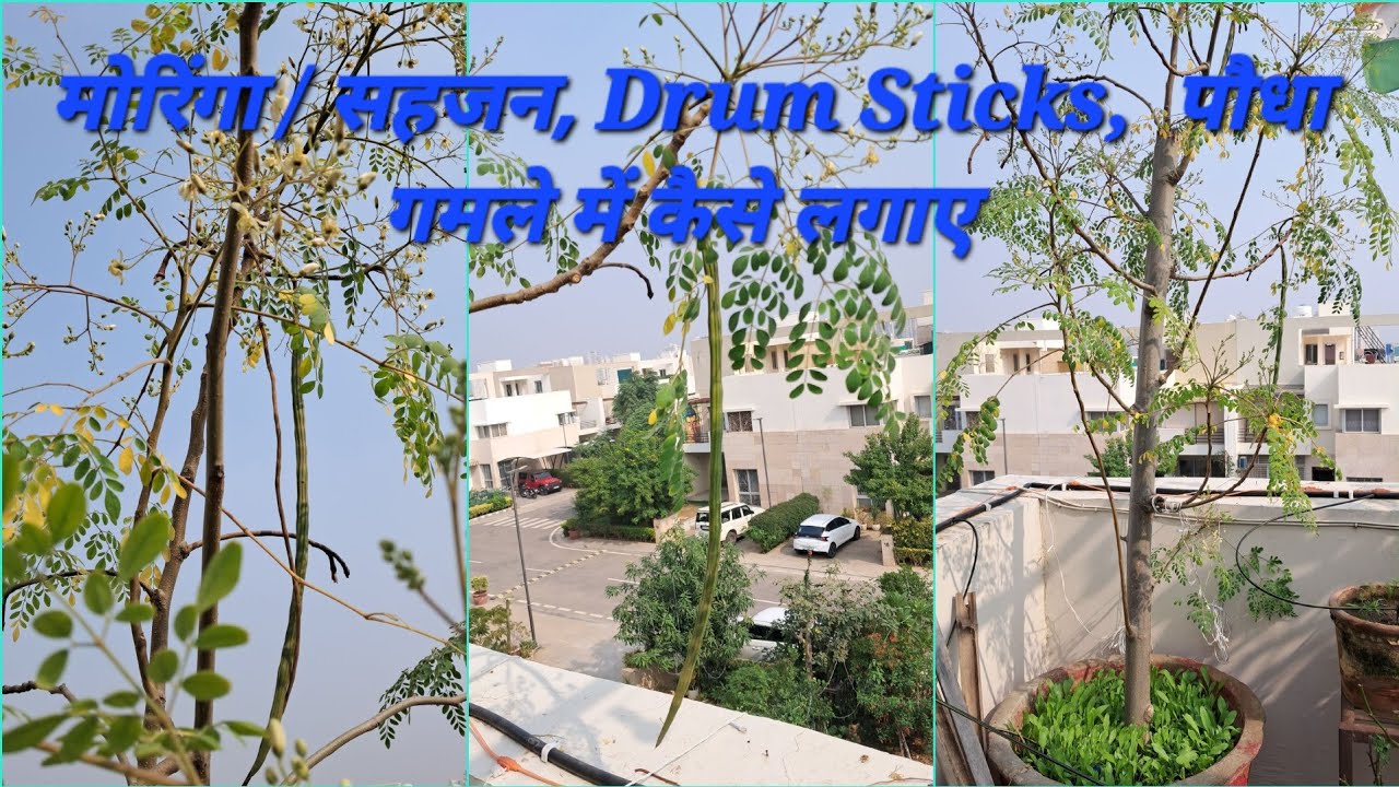 How to Grow Sahjan/Moringa/ Drumsticks Stics plant in Pot - YouTube