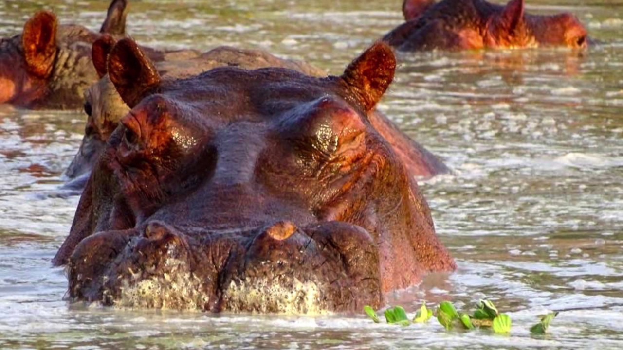 Savannah hunting Benin - YouTube