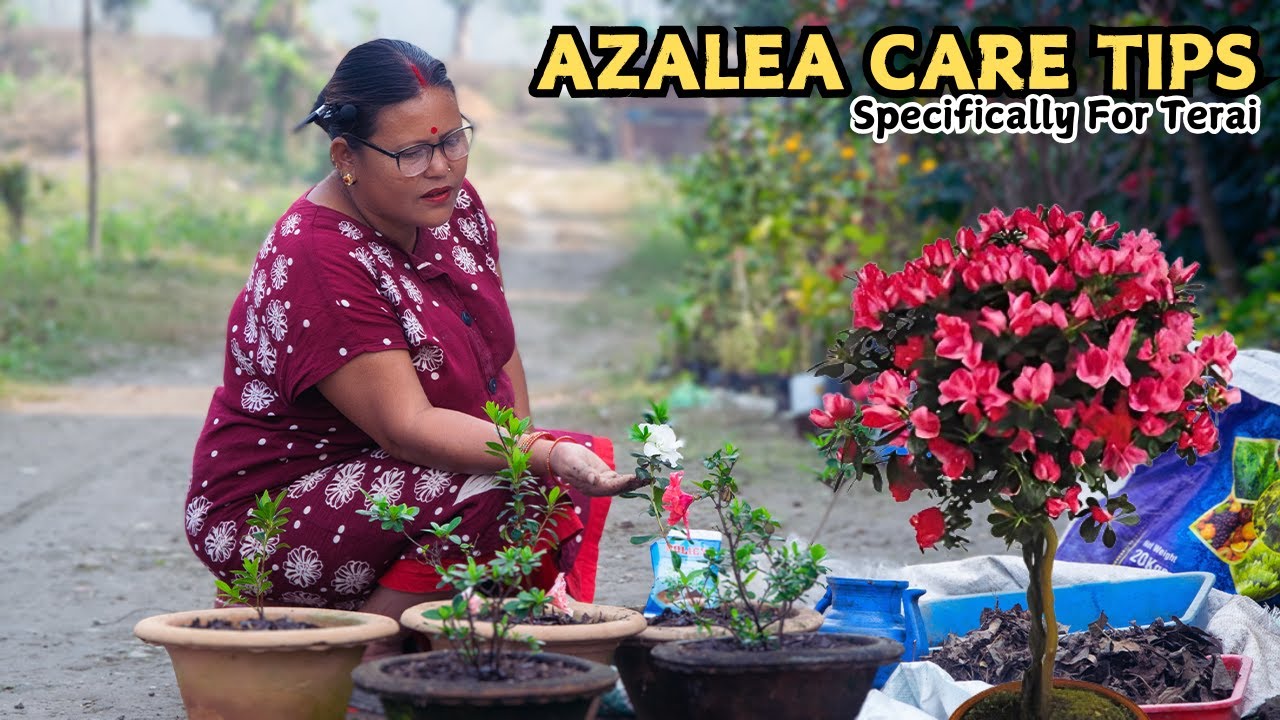 Azalea Care Tips from a Nepali Gardener Expert! (Especially for Terai ...