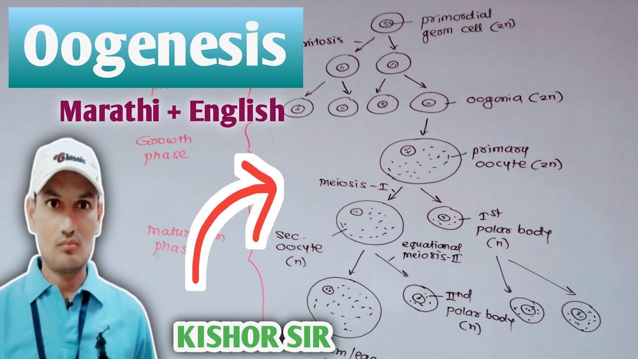 Oogenesis Process in female | Human Reproduction | Biology | Class 12 ...