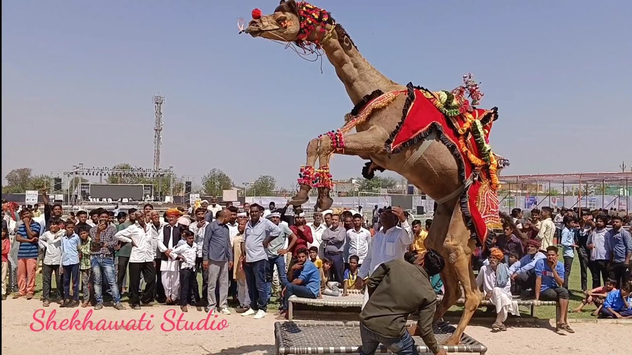 unt ka bhut hi sundar dance || marwadi camel dance video2023 || new ...