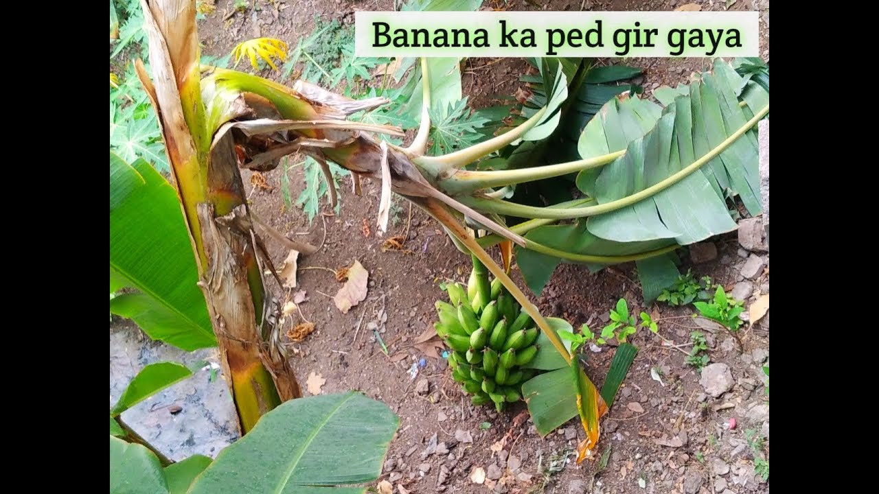 Banana Tree Fell Down 16/05/2021 - YouTube