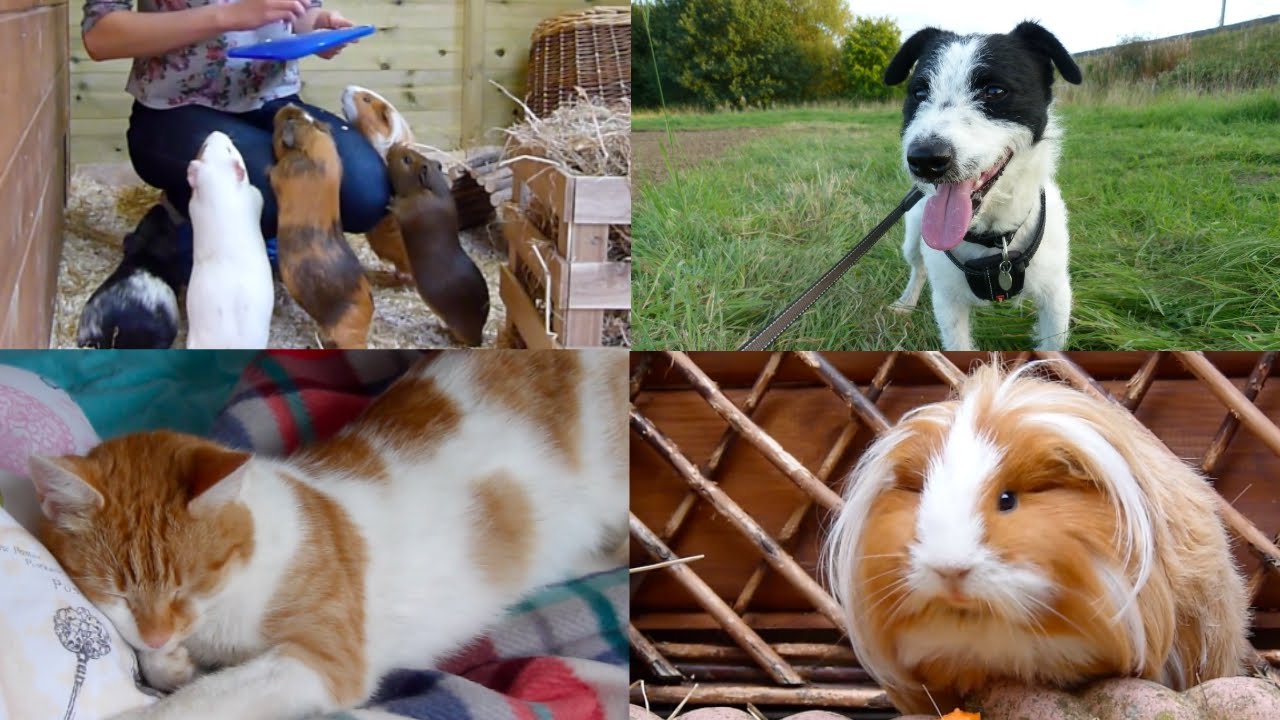 Daily Pet Routine | September 2015 - YouTube