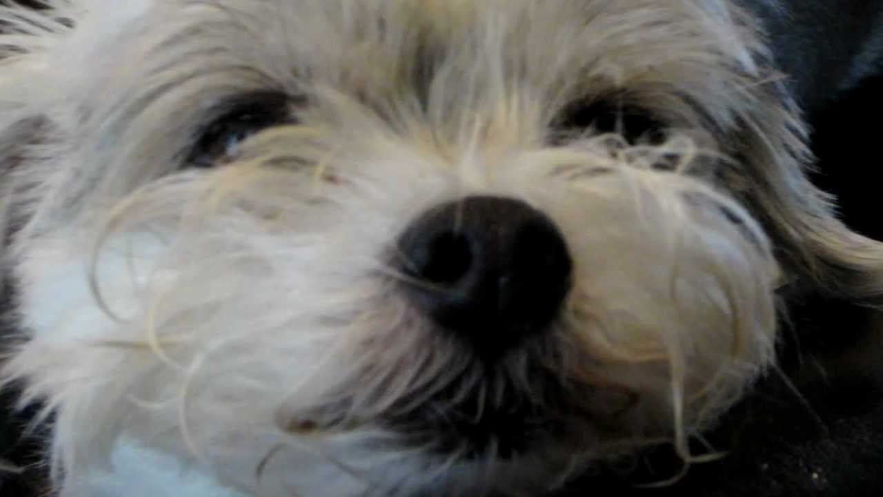 Real Talking Dog Defiently Says "NO" from the Opera Dog, Nickadoodle ...