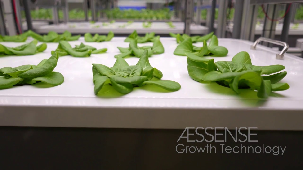 Automated Aeroponic Grow Technology from AEssense - YouTube