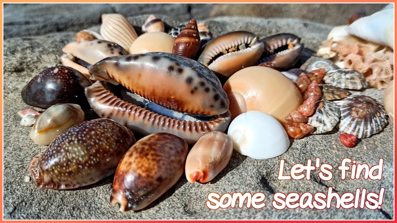 Finding Seashells at Low Tide | Top Quality Cowries! [Virtual Shelling ...