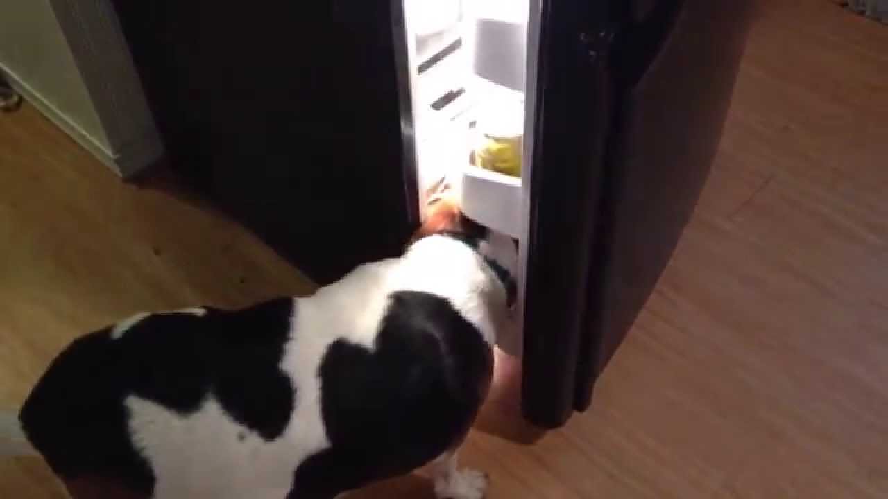 How To Stop Keep Your Dog From Opening The Refrigerator Door - YouTube