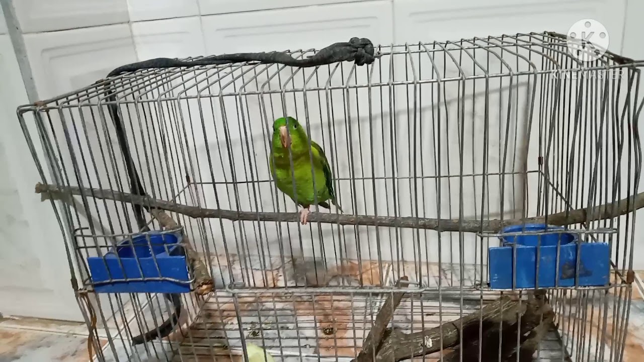 PERICO HABLANDO AND PARAKEET TALKING COLOMBIA - YouTube