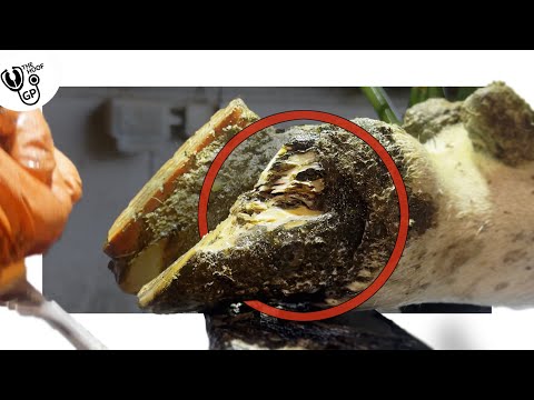 this cow's LAMINAE CORIUM have BURST OPEN!