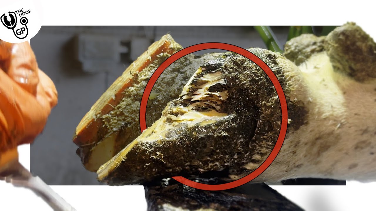 this cow's LAMINAE CORIUM have BURST OPEN! - YouTube