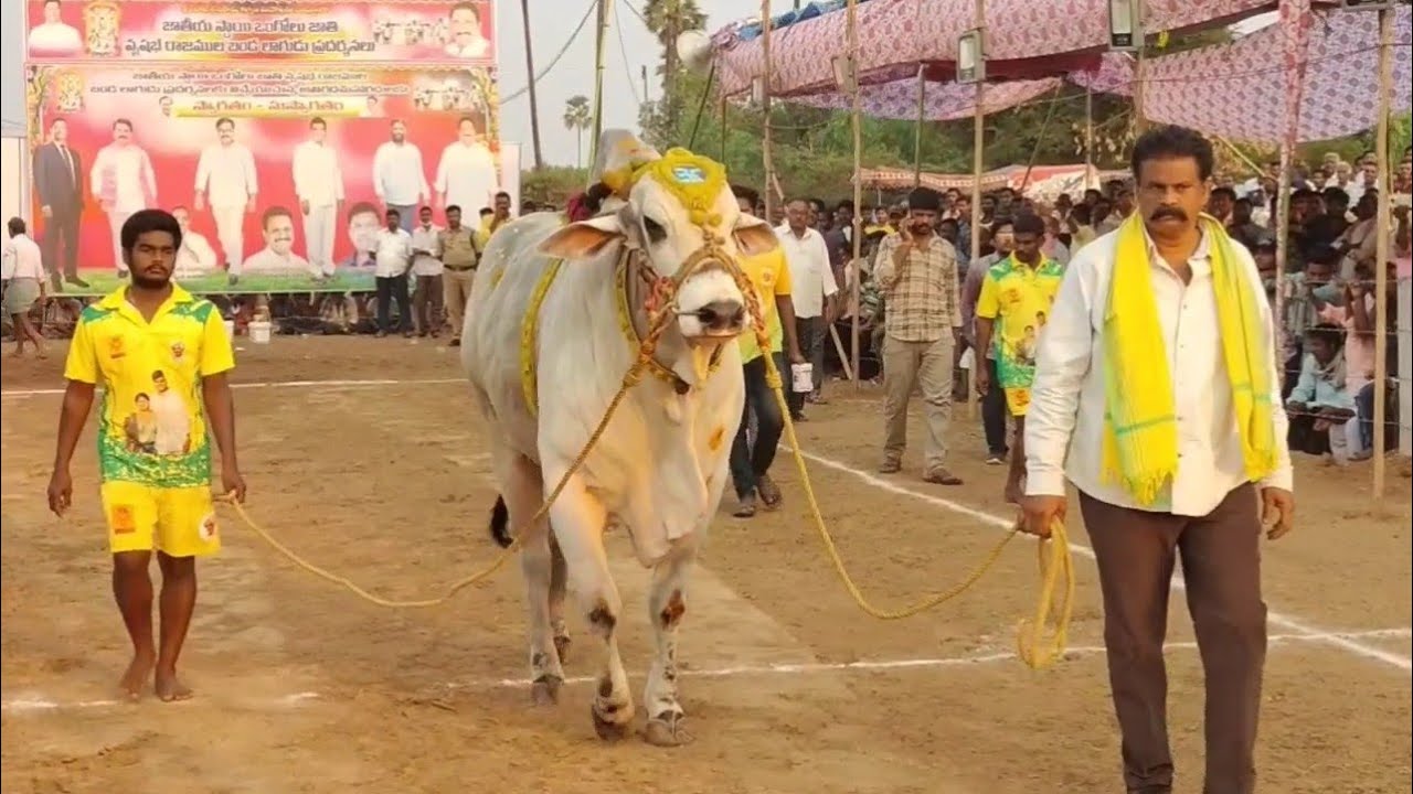 2023-KANDUKURU (SENIORS) 1ST PRIZE RS.75,000/-Won By RK BULLS VETAPALEM ...