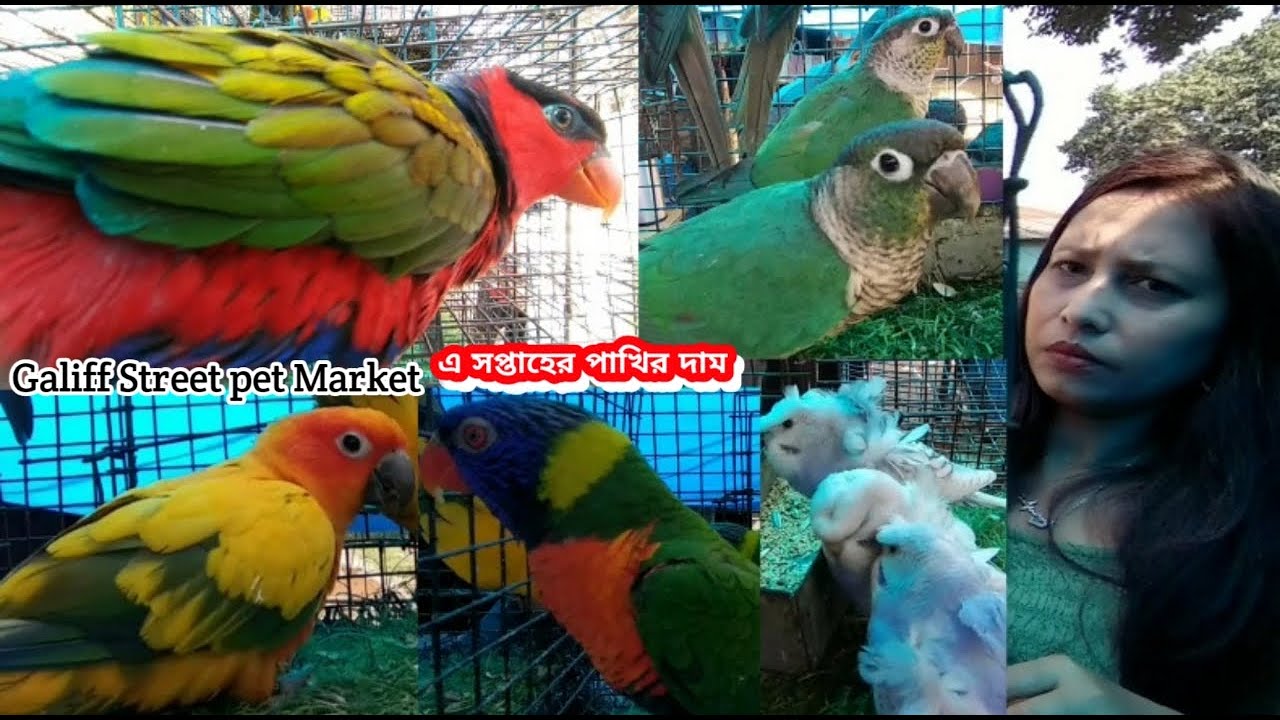 Galiff Street Pet Market #sunday market #new video | All Exotic Bird ...