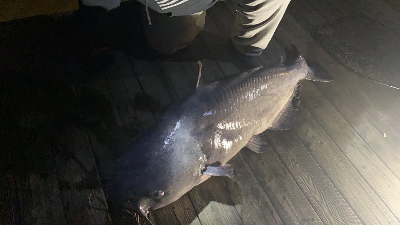 New dock record 92 pound blue cat - YouTube