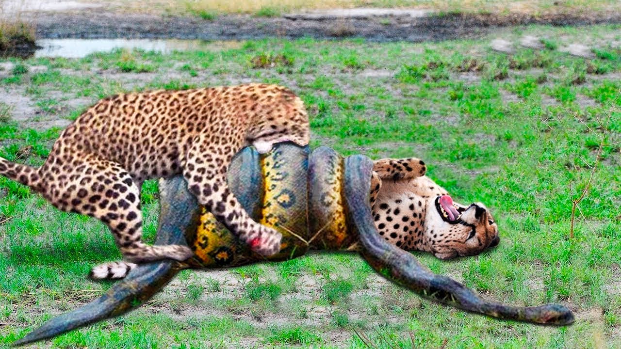 10 Predadores Que Foram Surpreendidos Por Suas Presas - YouTube