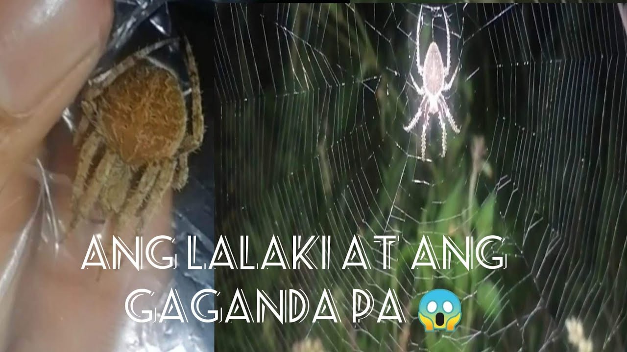 Hunting GAGAMBA sa gabi, grabe ang lalaki at ang gaganda pa ng gagamba ...