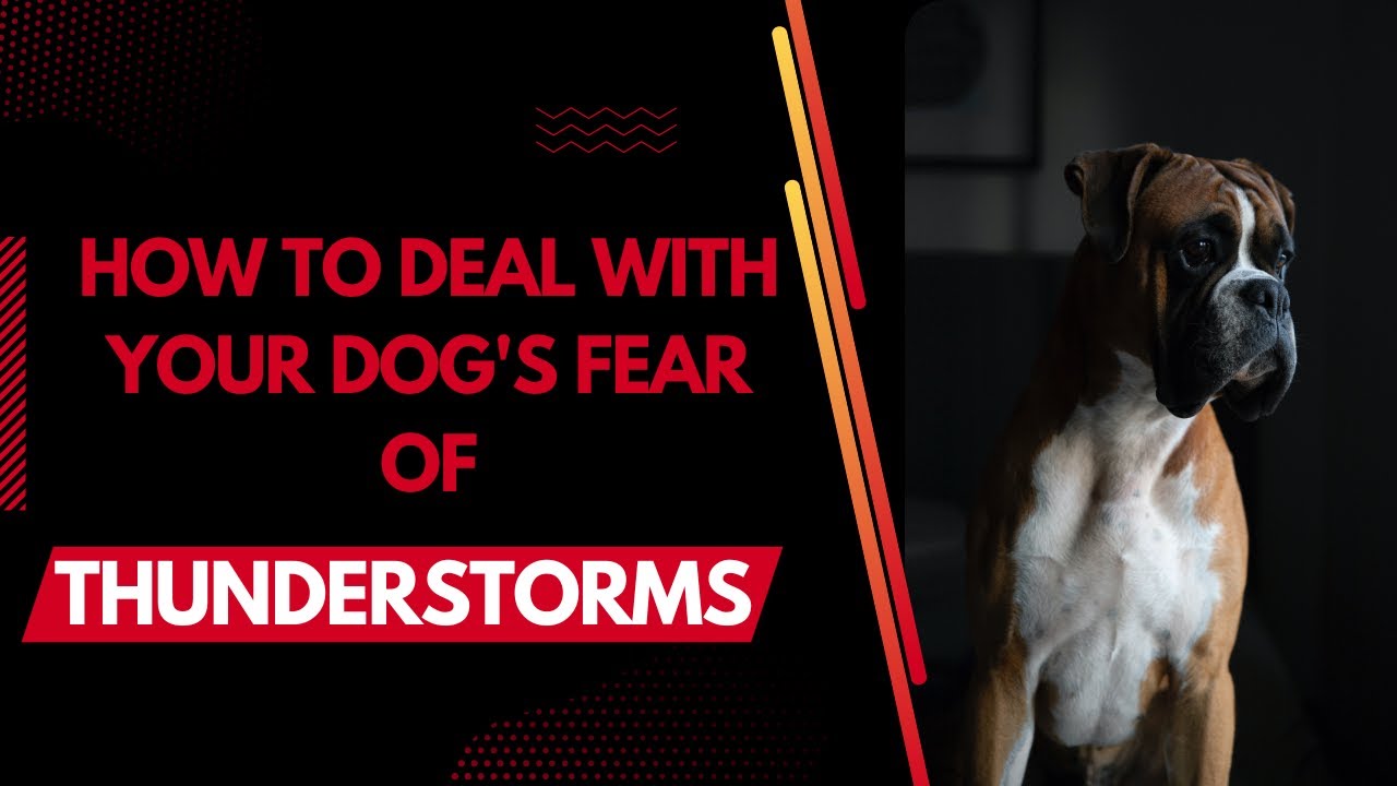 "How to Help Your Dog Cope with Thunderstorm Anxiety: Tips and Tricks ...