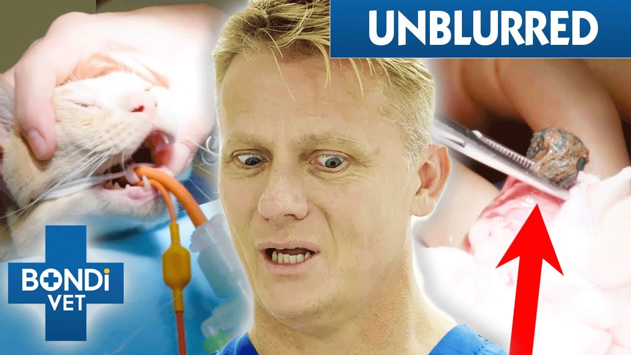 UNBLURRED: Vet Pulls Out Longest String Untangled In Cat's Intestines ...